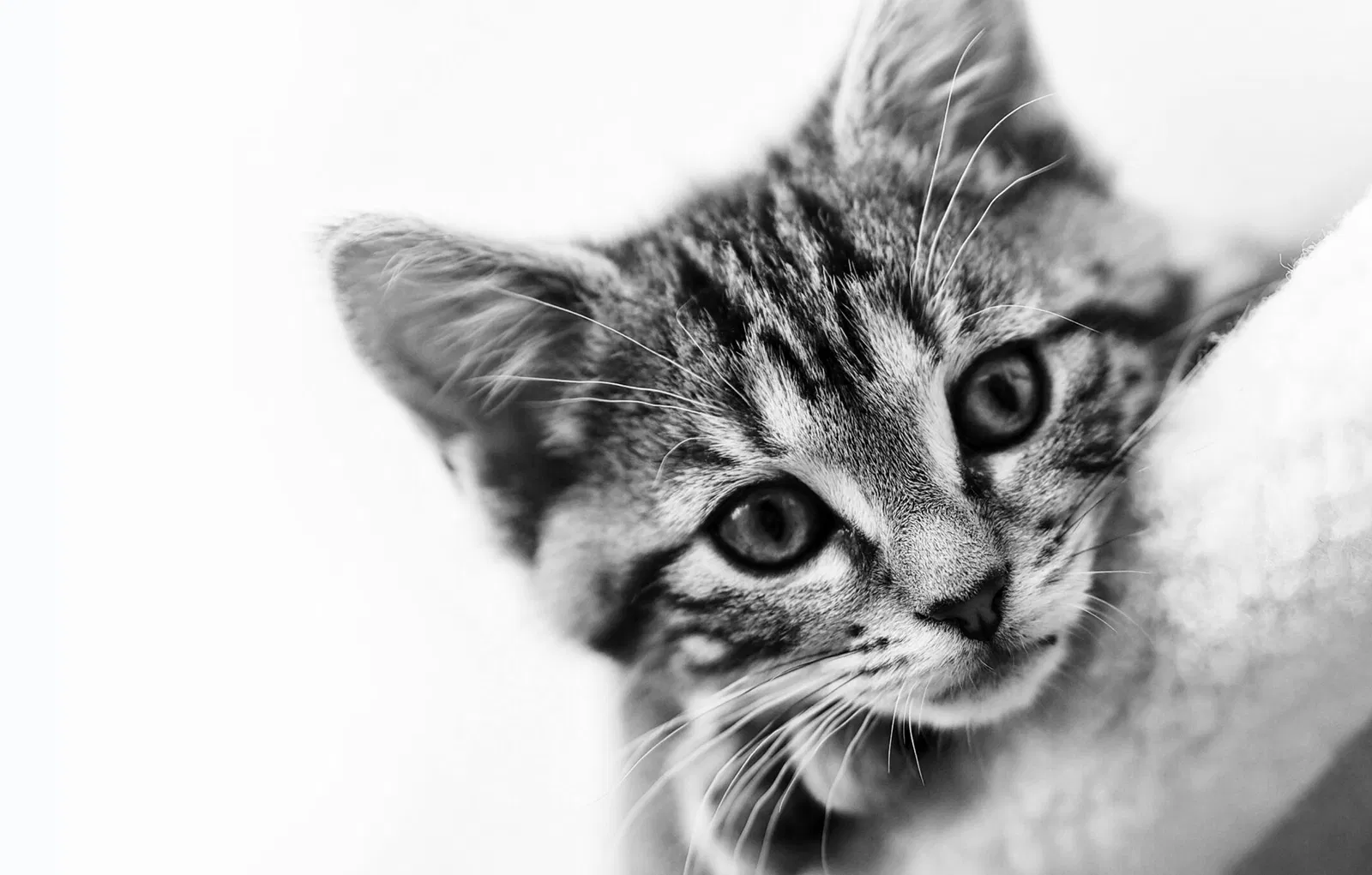 A Police Officer Found a Tiny Kitten-but When He Checked the Security ...