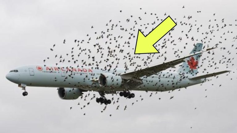 The pilot’s emotional reaction when he discovered why birds were flying ...