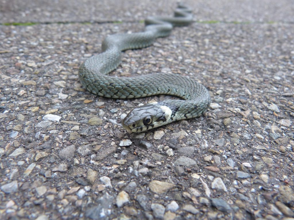 When a Snake Enters Your Home: What It Really Means and What You Should Do