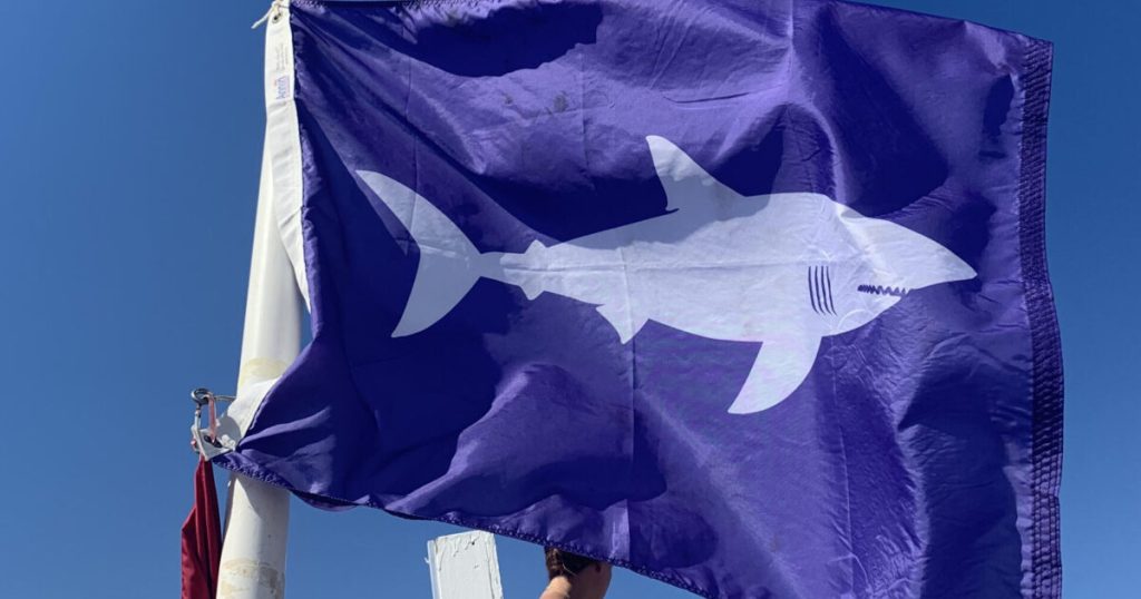A purple flag at the beach signals dangerous marine life—an often ...